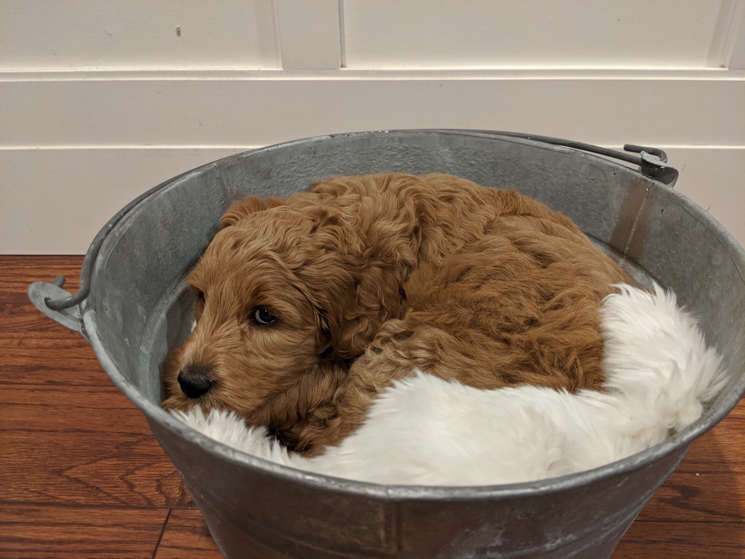 Puppies | Red Ridge Doodles