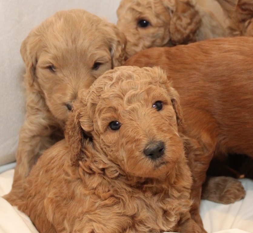 Puppies | Red Ridge Doodles