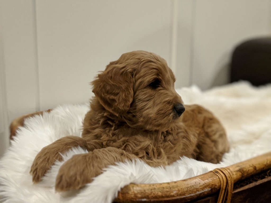 Puppies | Red Ridge Doodles