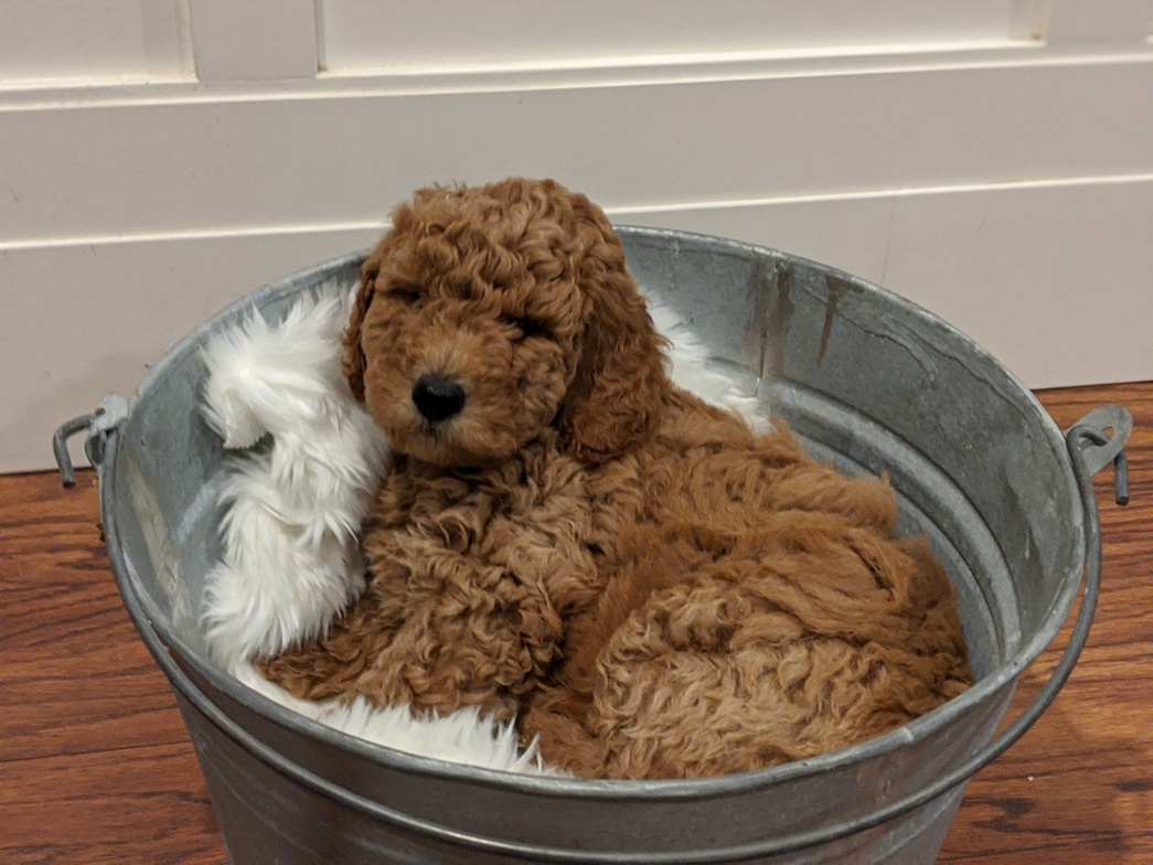 Puppies | Red Ridge Doodles