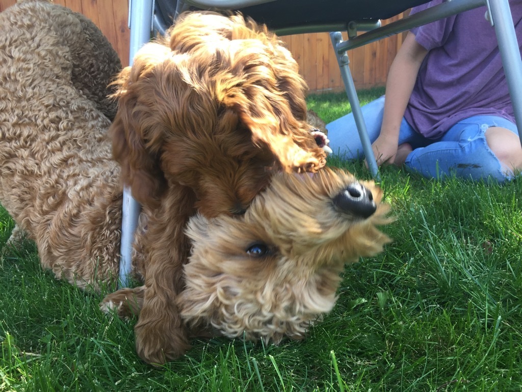 Puppies | Red Ridge Doodles