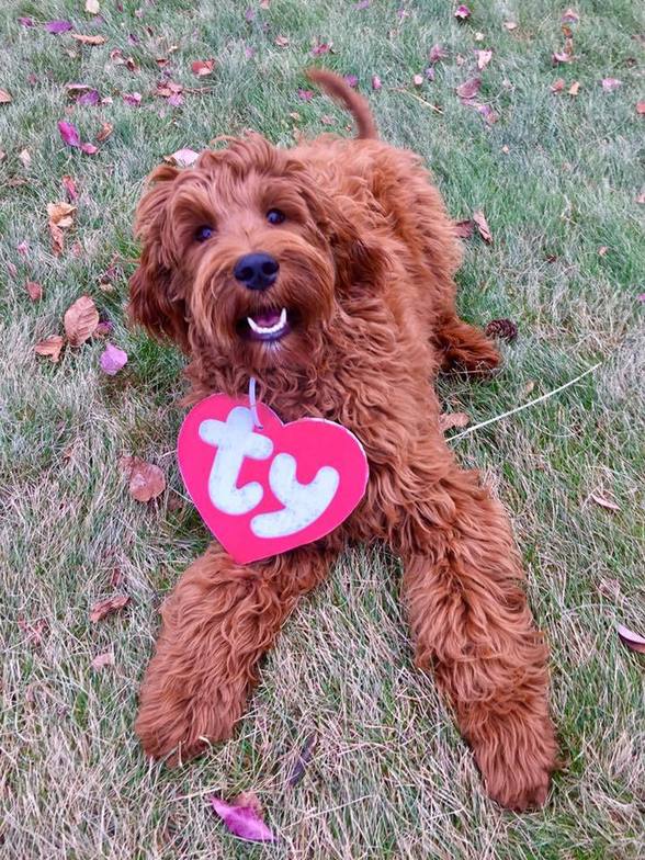 Puppies | Red Ridge Doodles